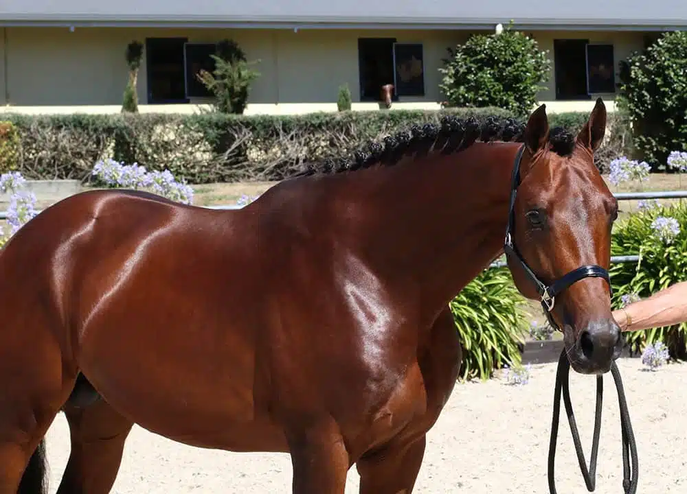 Amarouk | Bloomfield Farm | Stallion