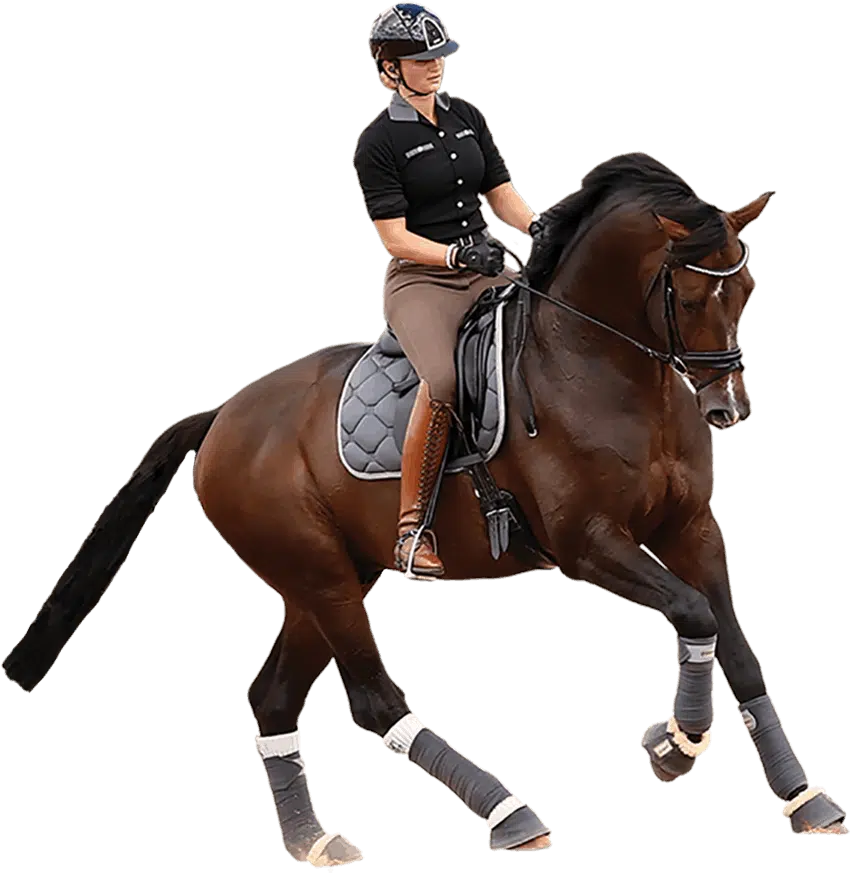 Versace | Bloomfield Farm