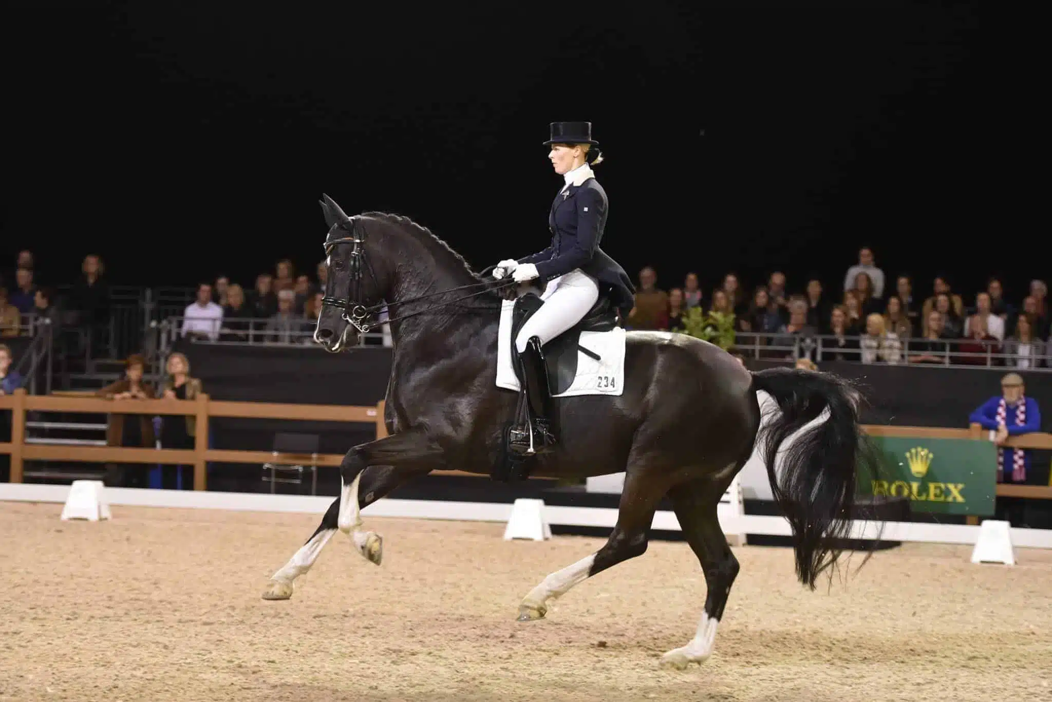 Amarouk | Bloomfield Farm | Stallion