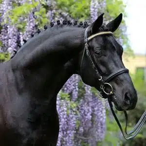 Stallion Service - Versace | Bloomfield Farm
