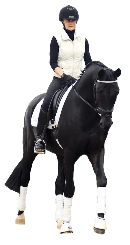 Fürst Love | Bloomfield Farm | Stallion