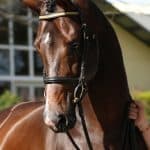 Versace | Bloomfield Farm