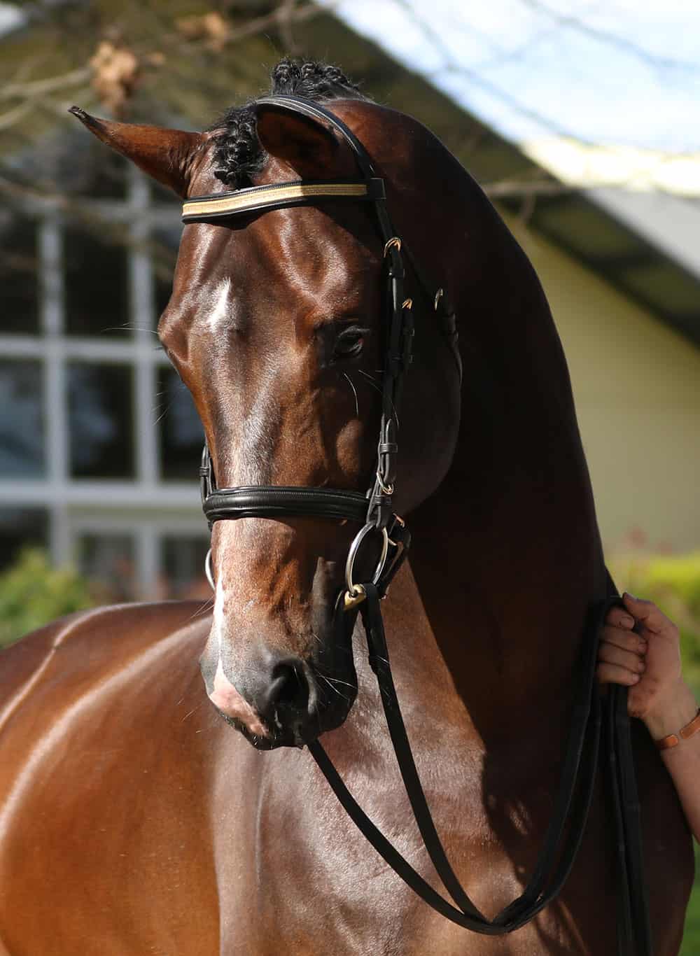 Versace | Bloomfield Farm