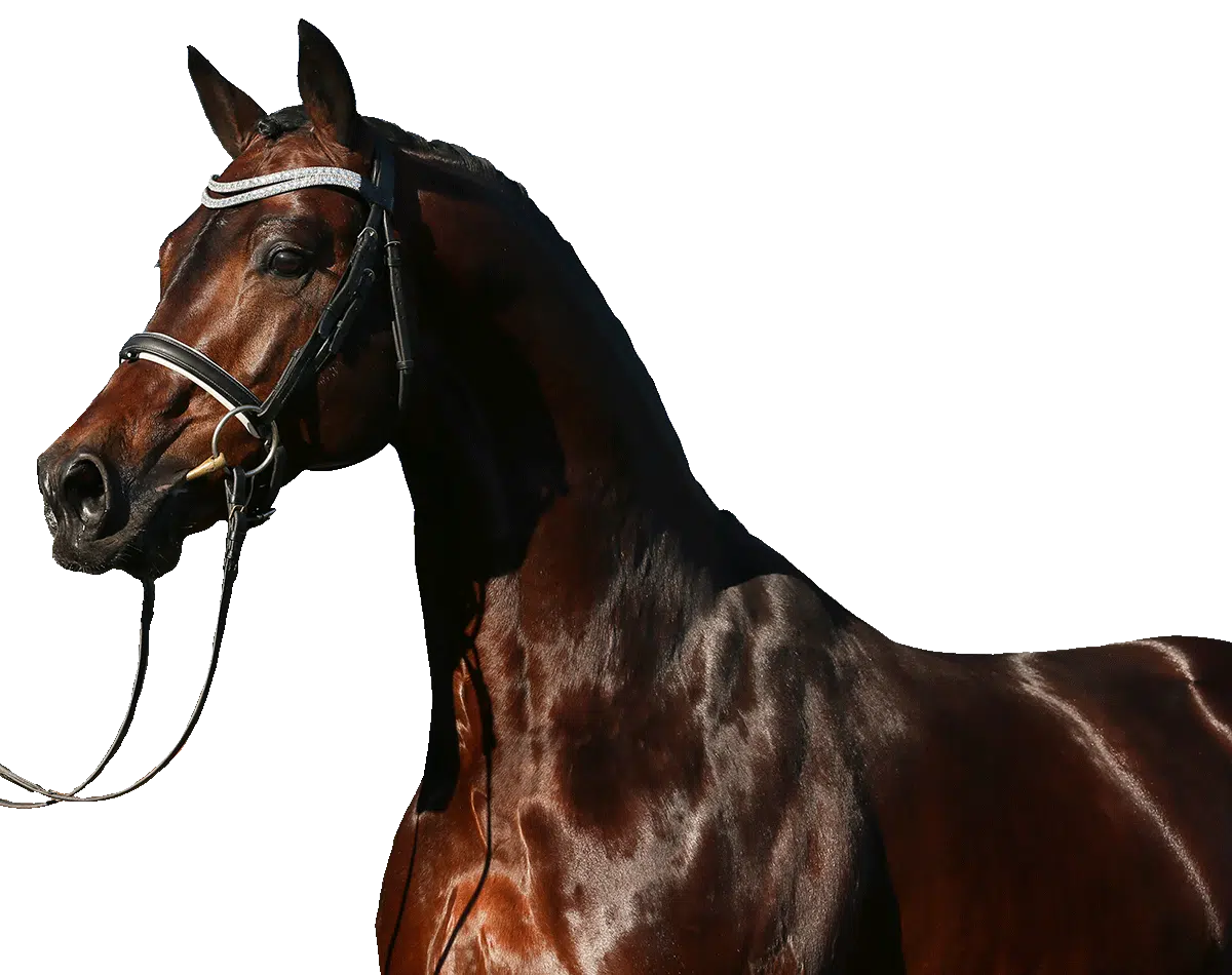 Amarouk | Bloomfield Farm | Stallion