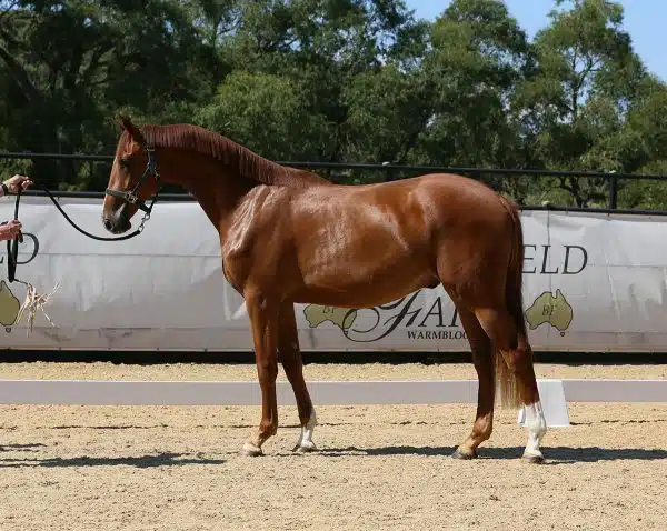 Bloomfield Amaze | Bloomfield Farm