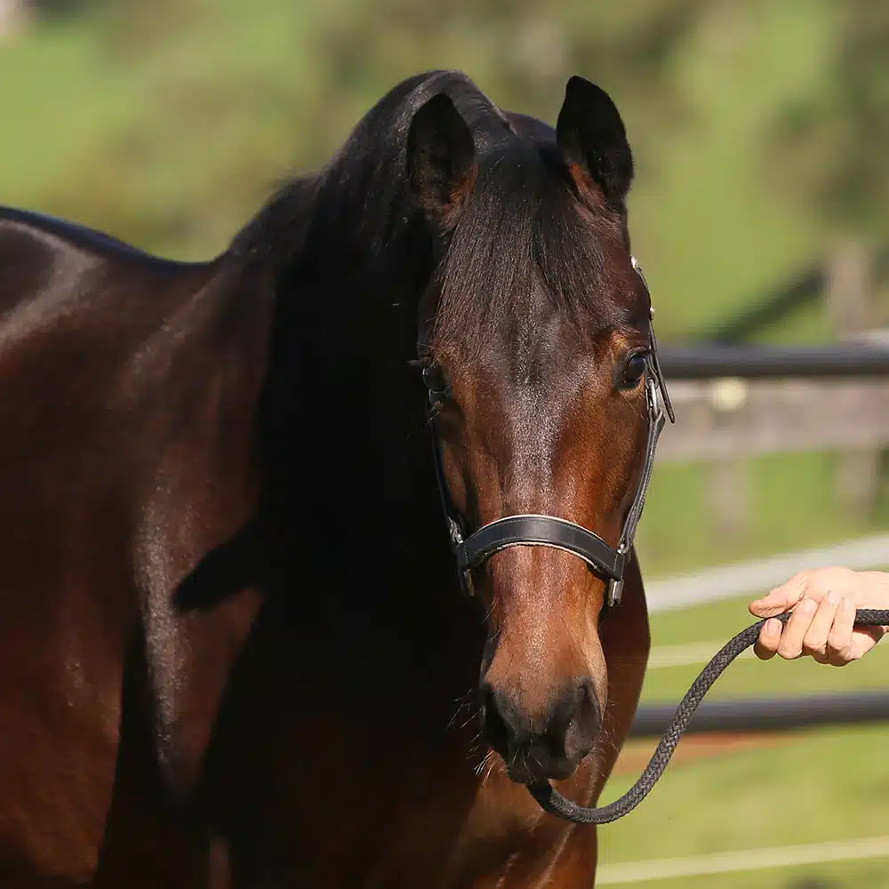 2 Year Olds Archives | Bloomfield Farm