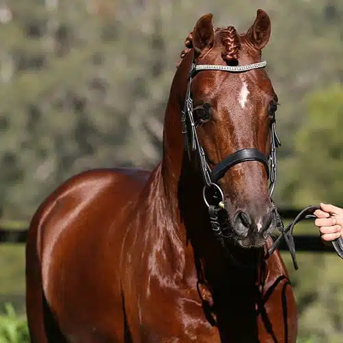 Stallion Service - Forenz | Bloomfield Farm