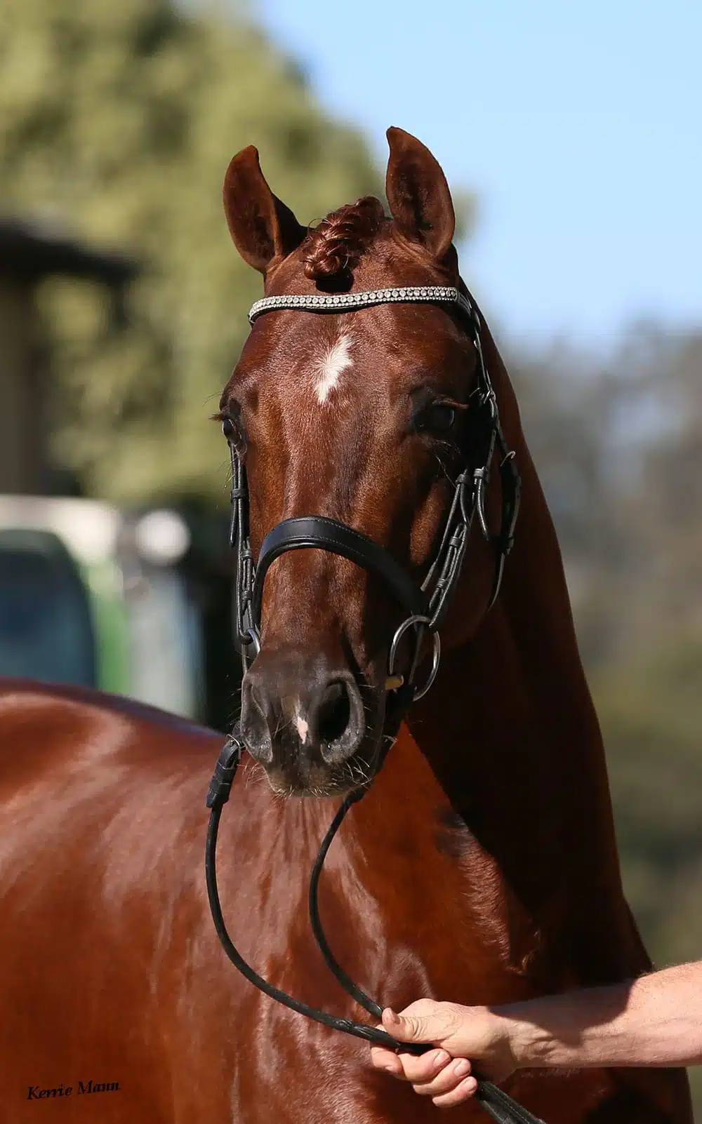 Forenz | Bloomfield Farm