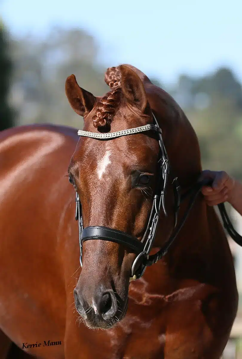 Forenz | Bloomfield Farm