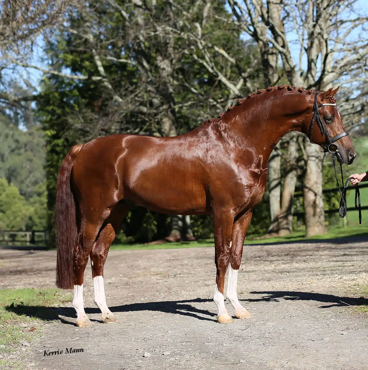 Forenz | Bloomfield Farm