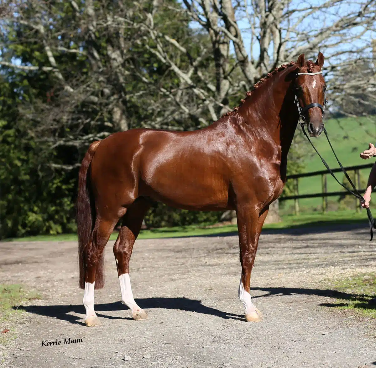 Forenz | Bloomfield Farm