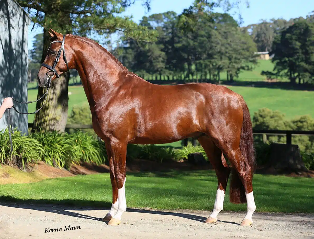 Forenz | Bloomfield Farm