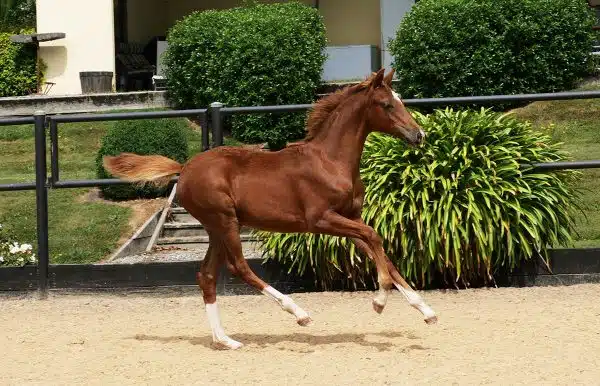 Forenz x Bloomfield Marcella | Bloomfield Farm