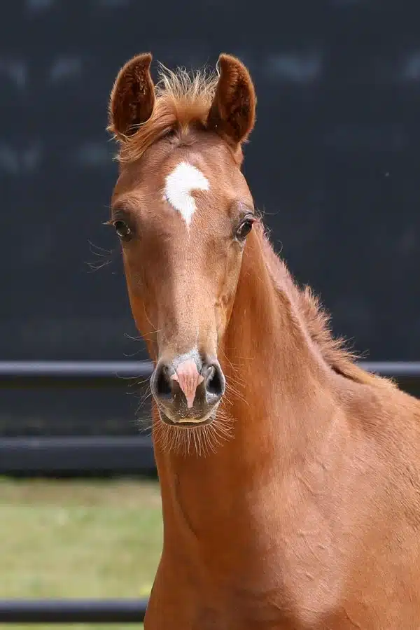 Forenz x Bloomfield Marcella | Bloomfield Farm