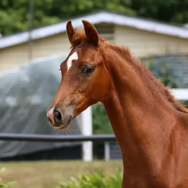 Forenz x Bloomfield Marcella | Bloomfield Farm