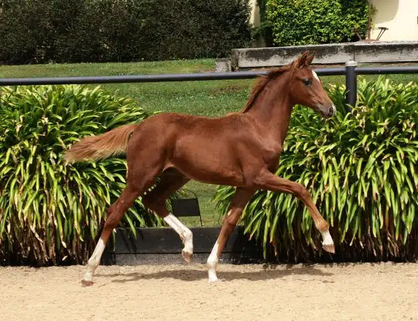 Forenz x Bloomfield Marcella | Bloomfield Farm