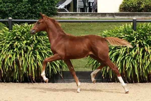 Forenz x Bloomfield Marcella | Bloomfield Farm