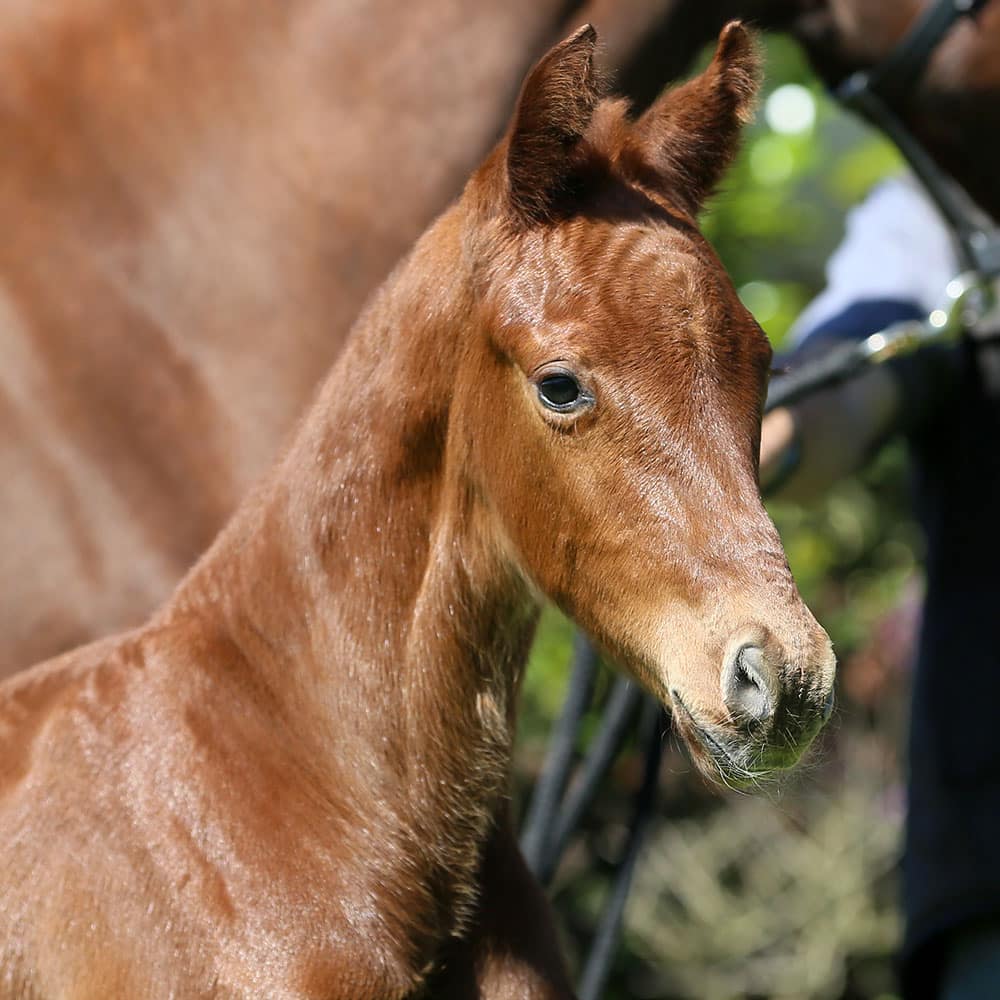 Forenz x Bloomfield Marazita | Bloomfield Farm