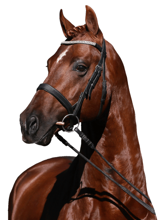 Forenz | Bloomfield Farm